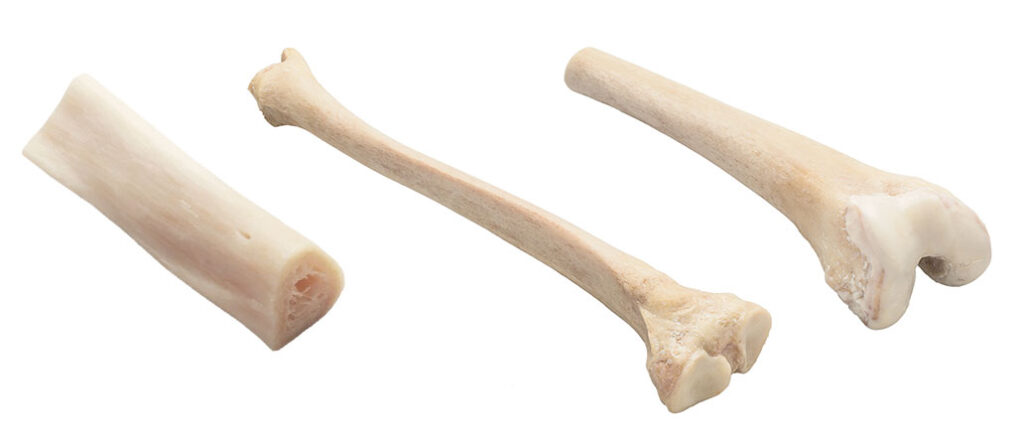 Reconstructive Bone - AlloSource
