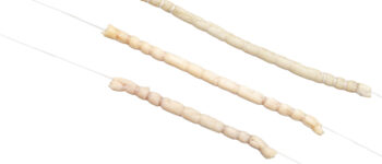 AceConnex™ - AlloSource